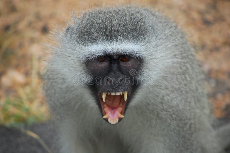 Portrait D'un Singe De Vervet Sur Un Fond Blanc Photo stock - Image du ...
