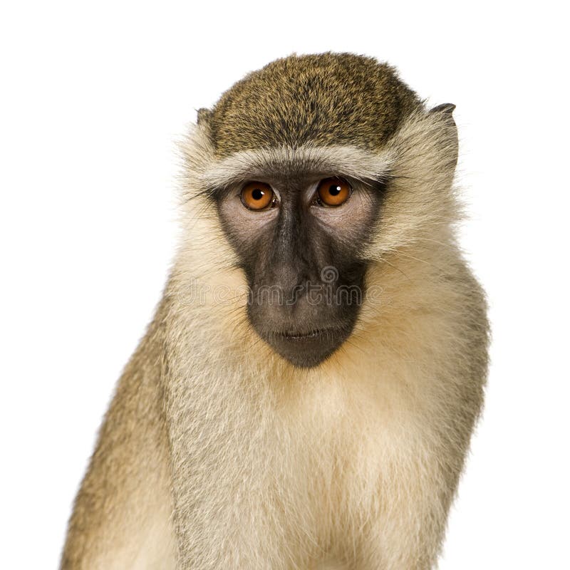 Singe De Vervet - Pygerythrus De Chlorocebus Image stock - Image du ...