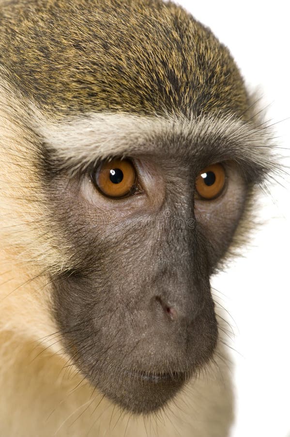 Singe De Vervet - Pygerythrus De Chlorocebus Image stock - Image du ...
