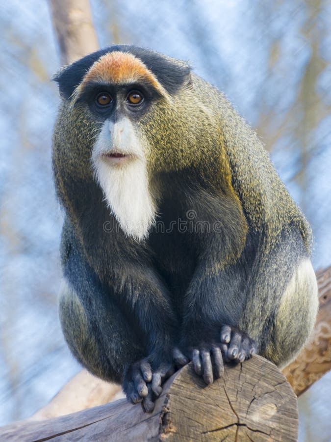 Singe du ` s de De Brazza image stock. Image du singe - 140452685