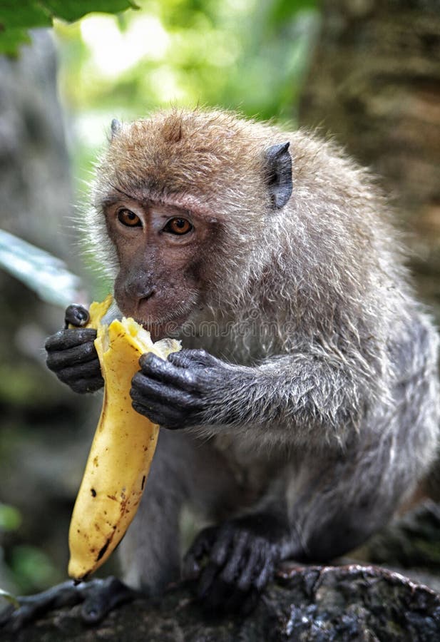 5,984 Singe Avec Une Banane Photos libres de droits et gratuites de ...