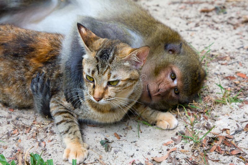 Singe et chat photo stock. Image du adoptif, étreindre - 18487678