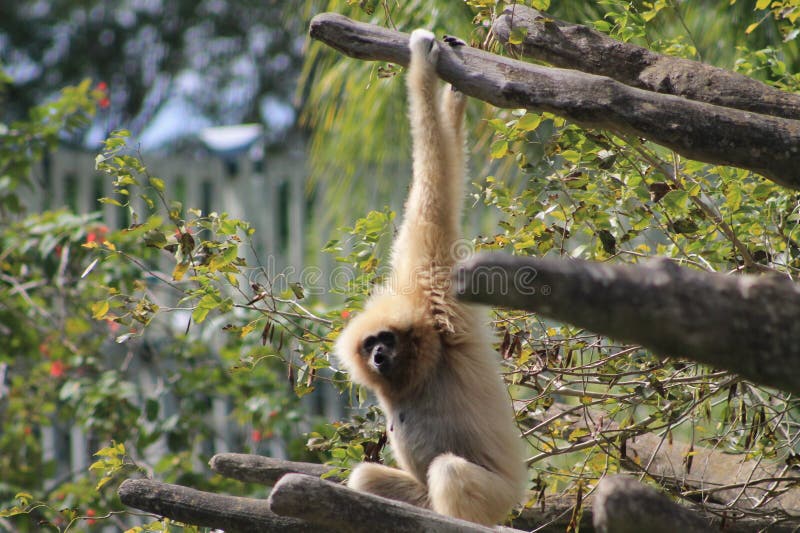 178 Accouplement De Singe Photos libres de droits et gratuites de ...