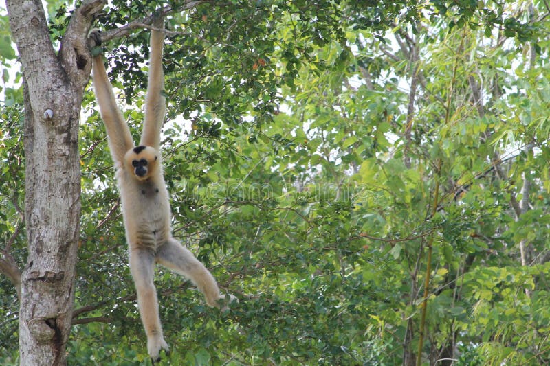 167 Accouplement De Singe Photos libres de droits et gratuites de ...