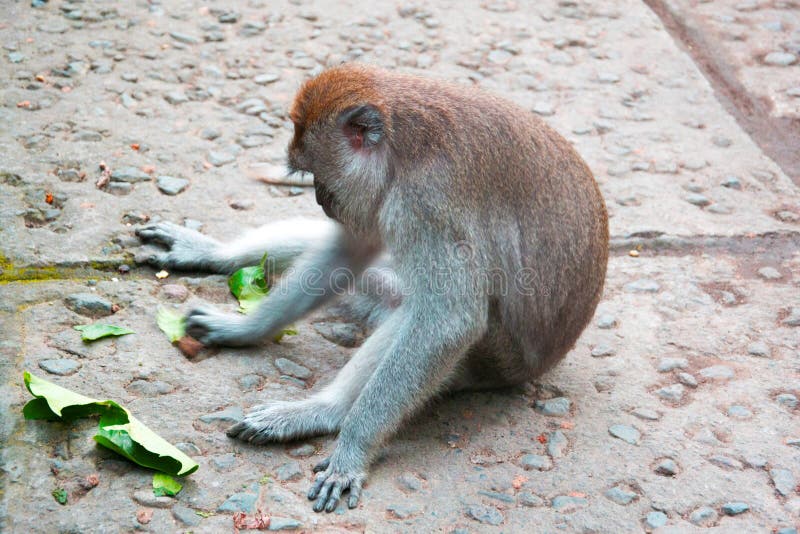 Singe Forest Ubud Bali Indonesia Image stock - Image du longtemps ...
