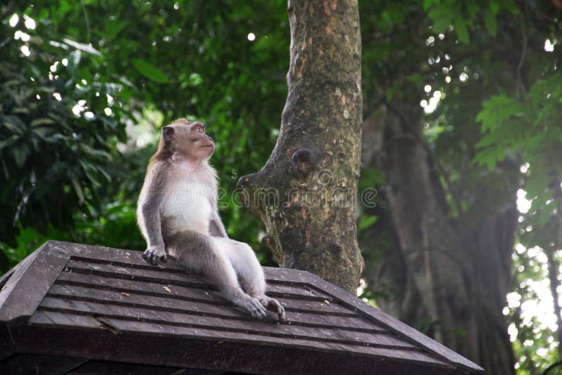 Singe Forest Ubud Bali Indonesia Image stock - Image du longtemps ...