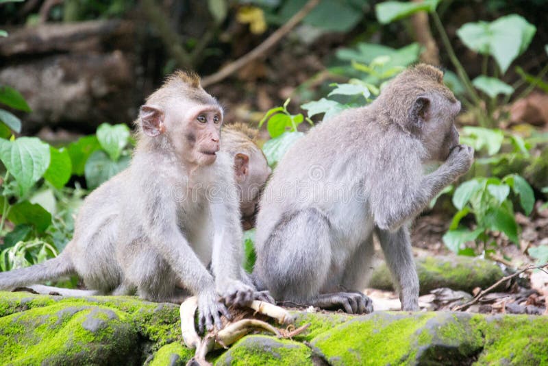 Singe Forest Ubud Bali Indonesia Image stock - Image du longtemps ...