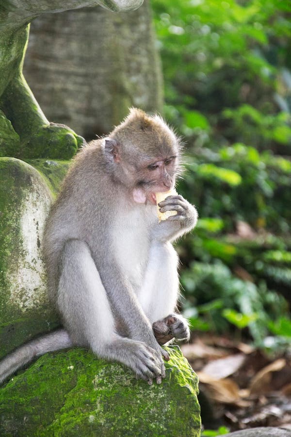 Singe Forest Ubud Bali Indonesia Image stock - Image du longtemps ...