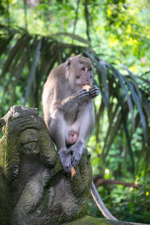 Singe Forest Ubud Bali Indonesia Image stock - Image du longtemps ...