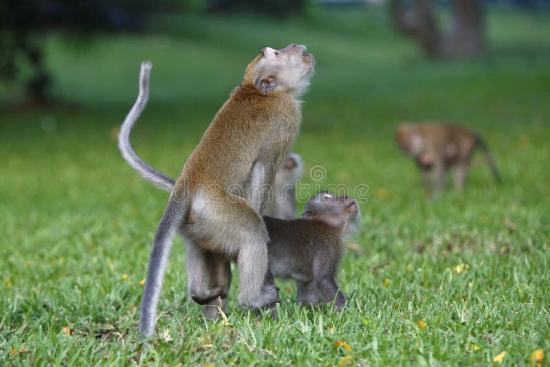 Accouplement de singes 2 photo stock. Image du tropical - 30700230