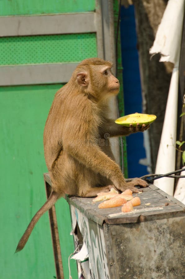 Singe dans la rue photo stock. Image du endémique, yeux - 15242276
