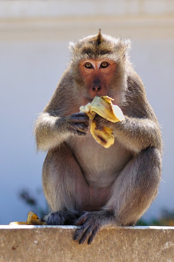 Banane mangeant le singe photo stock. Image du extérieur - 8660714