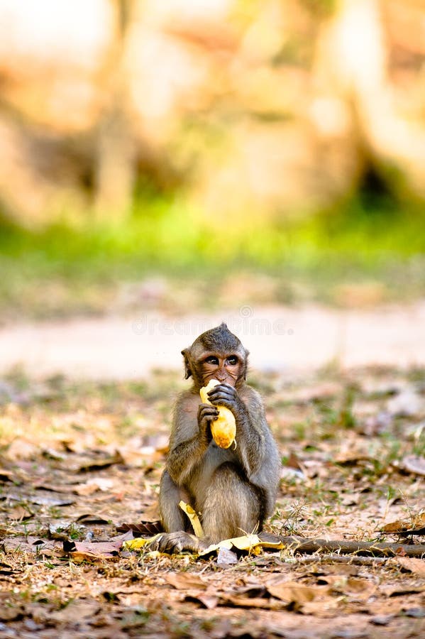 Singe mangeant la banane photo stock. Image of singe - 20001484