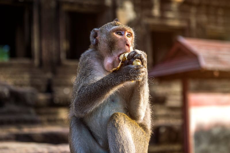 Grand Singe Mangeant La Banane Image stock - Image du mignon ...