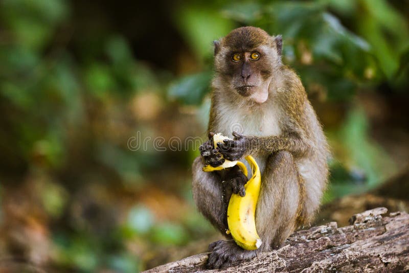 Singe avec la banane photo stock. Image du fond, rapide - 35307402