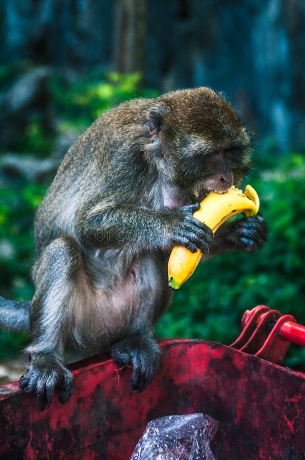 Singe Avec Une Banane Photos Stock - Téléchargez 137 Photos libres de ...