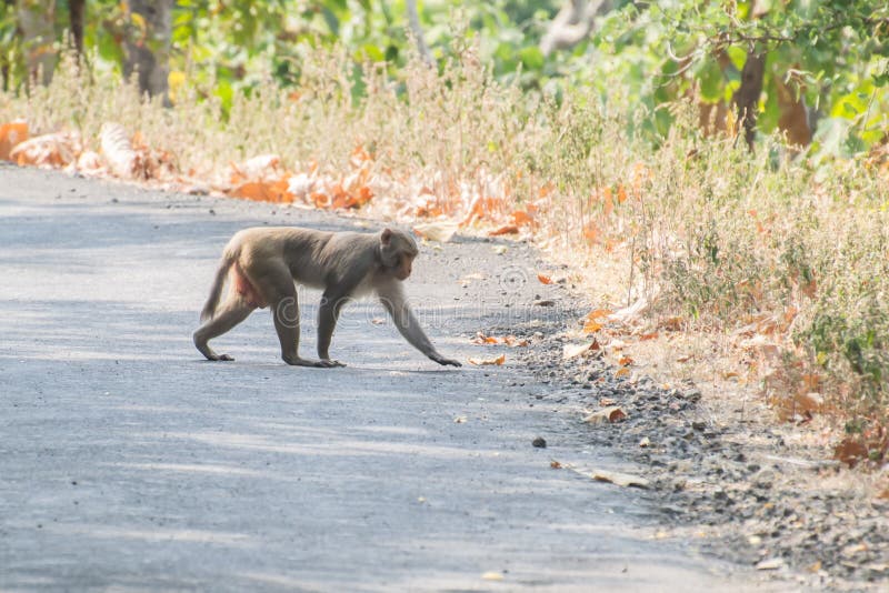 Marche de singe image stock. Image du velu, bois, marche - 3714055