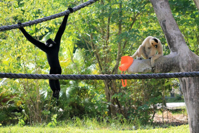 178 Accouplement De Singe Photos libres de droits et gratuites de ...