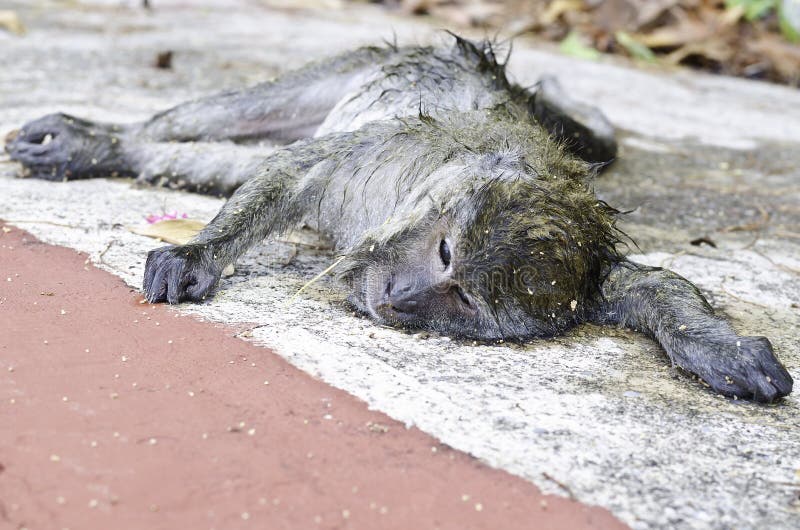 Singe mort image stock. Image du bête, nature, blanc - 34148051