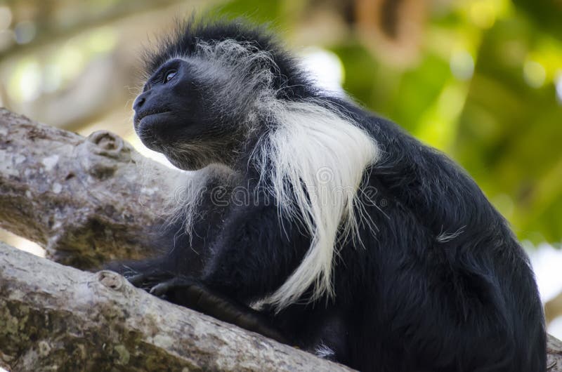 Singe noir image stock. Image du lune, roches, noir, avec - 54932177