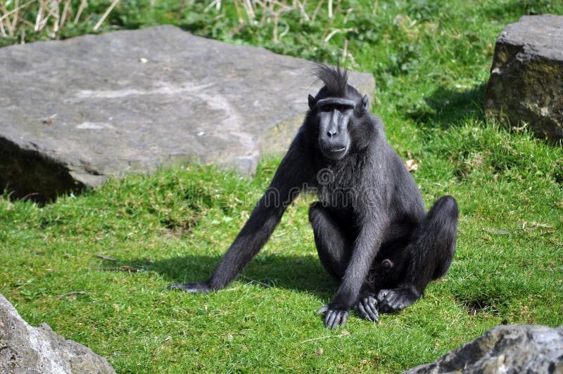 Singe noir image stock. Image du lune, roches, noir, avec - 54932177