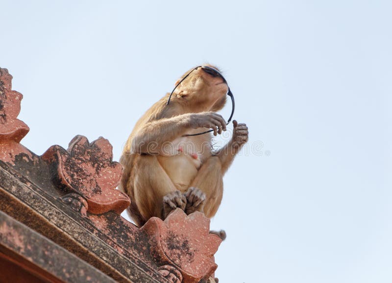 Singe Avec Des Lunettes De Soleil Image stock - Image du concept, plage ...