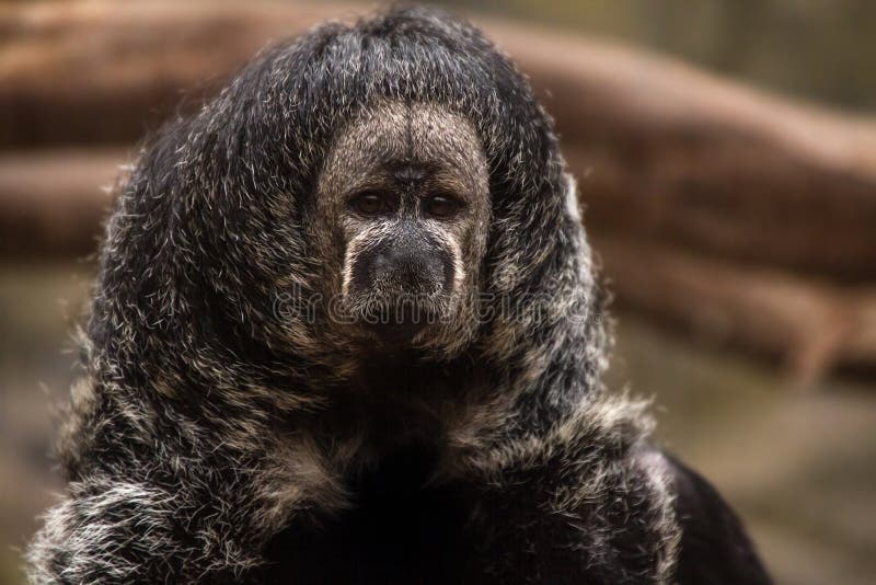 Accouplement De Singe Photos Stock - Téléchargez 127 Photos libres de ...