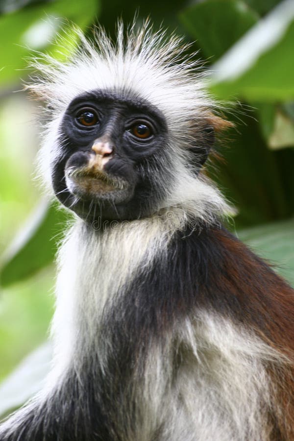 Faune Monkey Mona Au Ghana, En Afrique Image stock - Image du mona ...