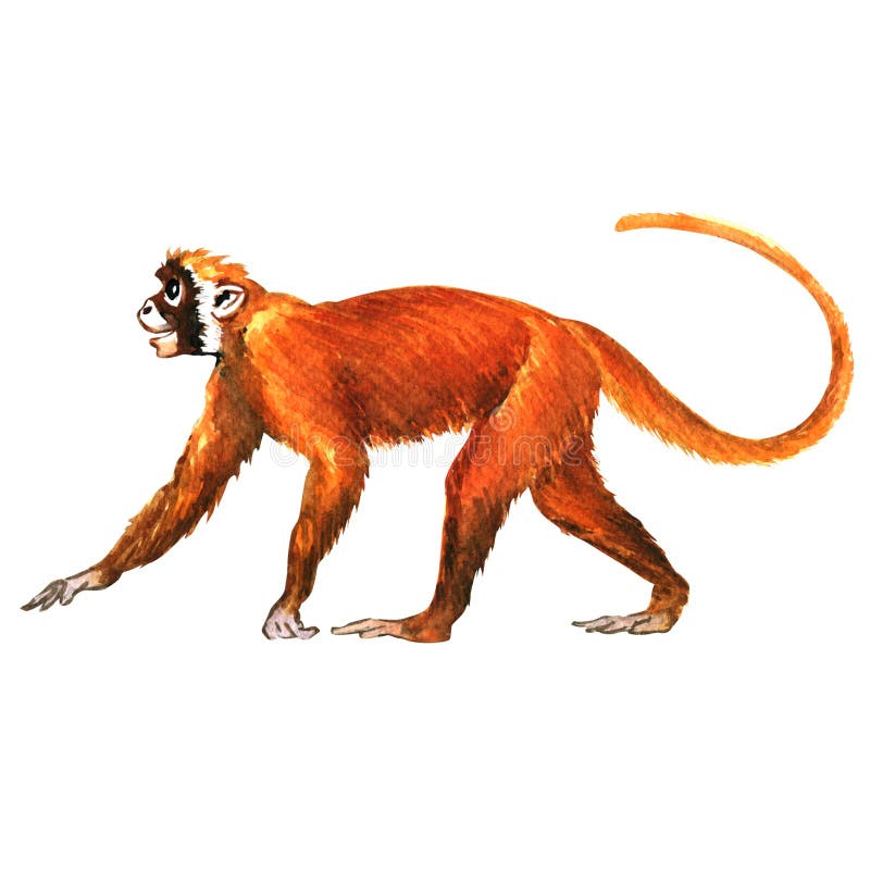 Singe Rouge, Animal, D'isolement Illustration Stock - Illustration du ...