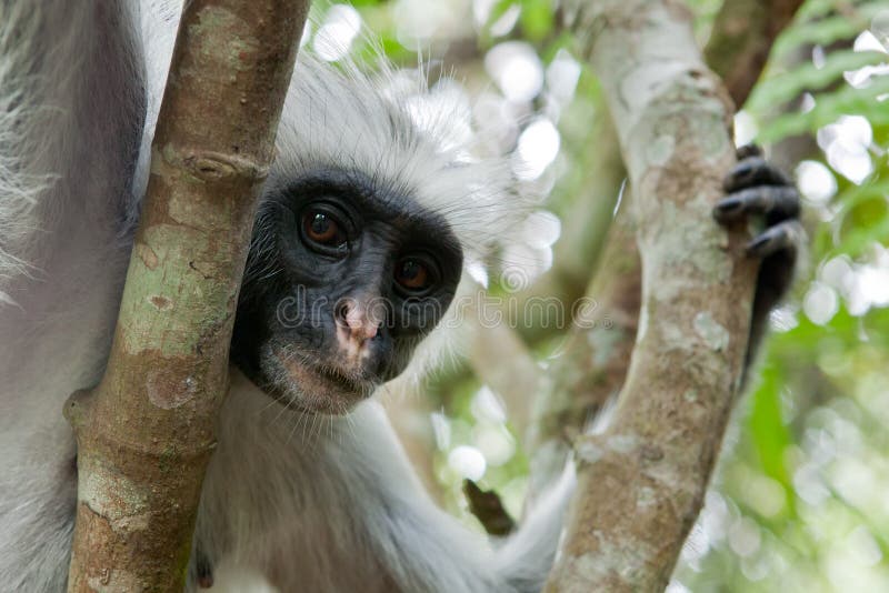 Singe Rouge De Colobus (kirki De Piliocolobus) Photo stock - Image du ...