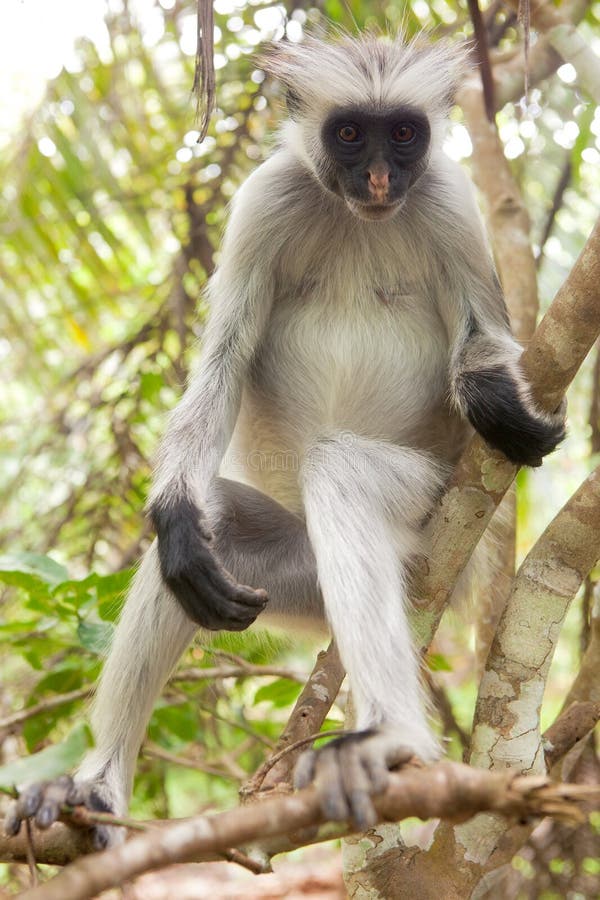 Singe Rouge De Colobus (kirki De Piliocolobus) Photo stock - Image du ...