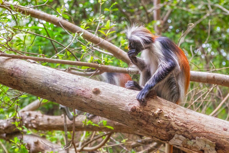 Singe Rouge De Colobus (kirki De Piliocolobus) Photo stock - Image du ...