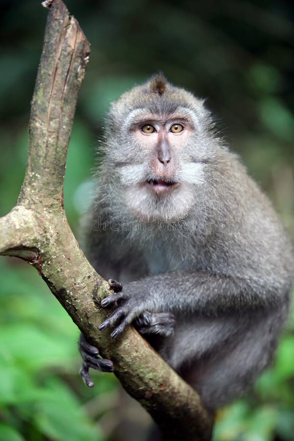 Fond Sauvage De Vert De Faune De Jungle De Visage De Singe Image stock ...