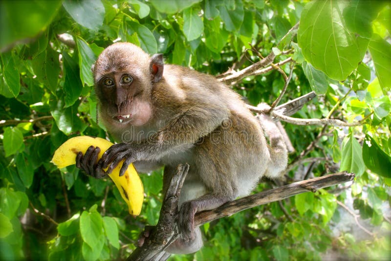 Singe Sauvage Avec La Banane Photo stock - Image du course, singe: 35855068