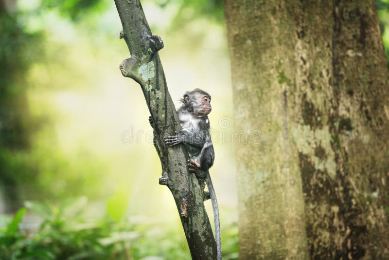 Singe sur un arbre photo stock. Image du clavette, forêt - 107919852