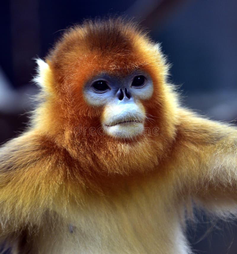 Singe Snub-nosed photo stock. Image du oiseaux, forêt - 58735544