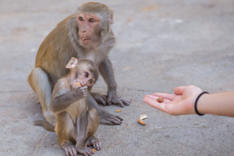Singe souriant photo stock. Image du animal, manger, faune - 61388902