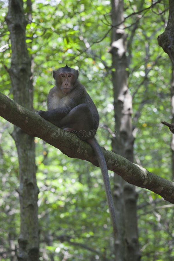 Singe Paresseux Sur L'arbre Image stock - Image du mignon, manger: 64077097