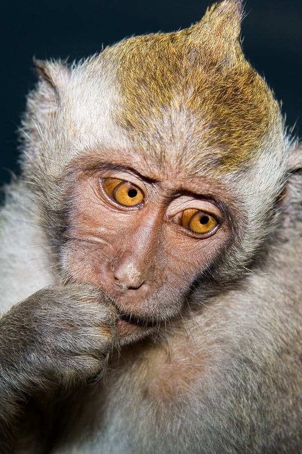 Singe timide photo stock. Image du mignon, temple, nature - 15310286
