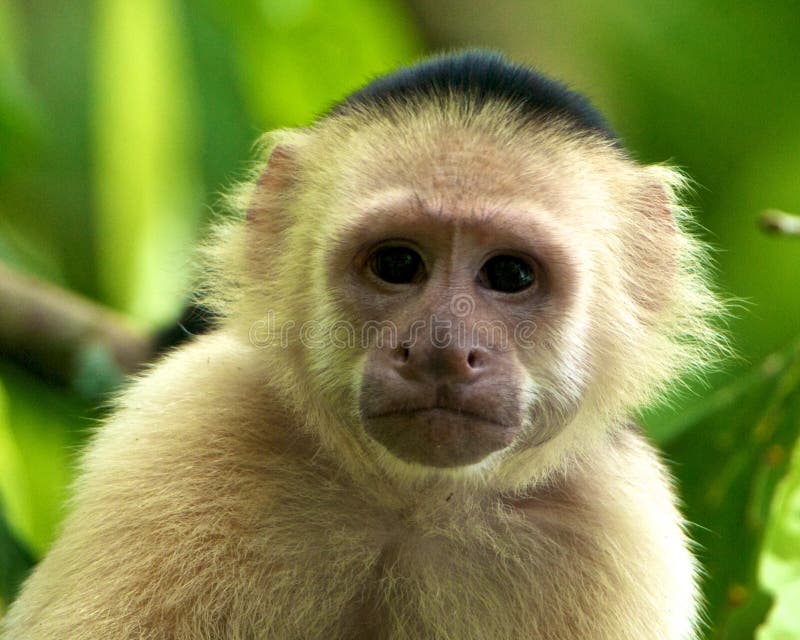 Singe De Capucin Sur Le Fond Blanc Image stock - Image du branchement ...