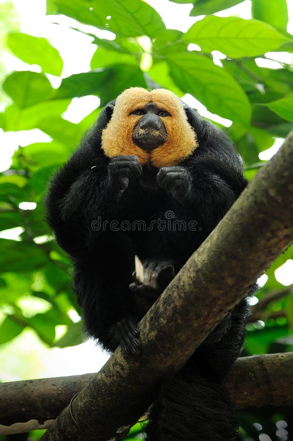 Singe Fait Face Blanc De Saki Photo stock - Image du tropical, guyane ...