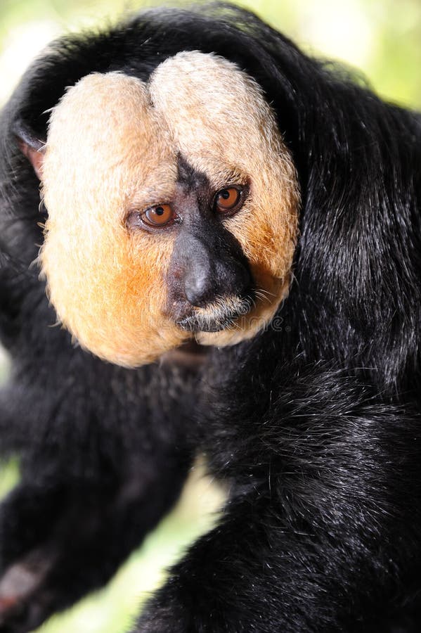 Singe Fait Face Blanc De Saki Photo stock - Image du tropical, guyane ...