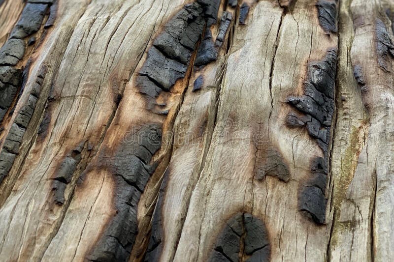 Singed Tree Trunk on Upper Bristlecone Loop Trail, Mt. Charleston ...