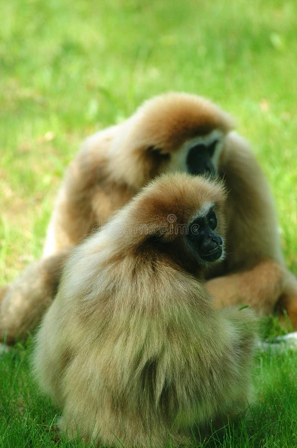 1,067 Photos de Amour De Couples De Singe - Photos de stock gratuites ...