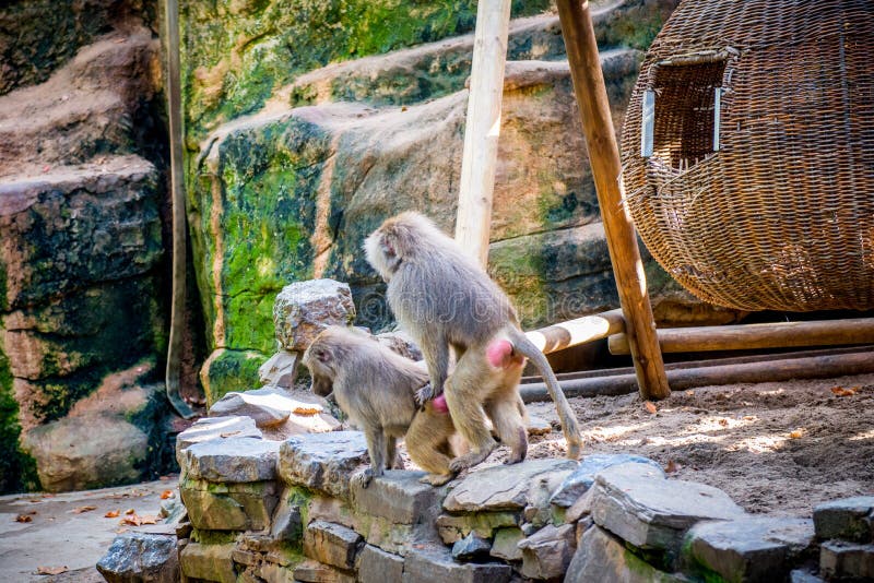 Singes Dans Un Accouplement De Zoo Photo stock - Image du amusement ...