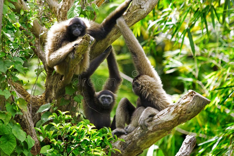 Singes de gibbon image stock. Image du nationale, arbres - 9605407