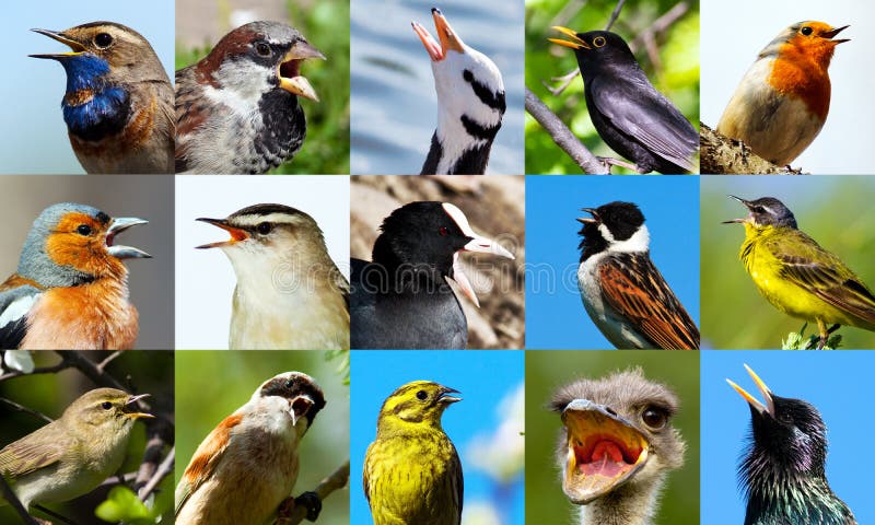 Flying Birds stock photo. Image of high, feather, birds - 22244416