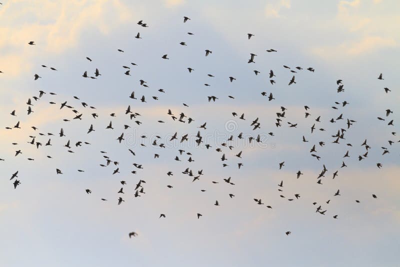 Flock of Singing Birds Flying Revealing Wings Stock Image - Image of ...