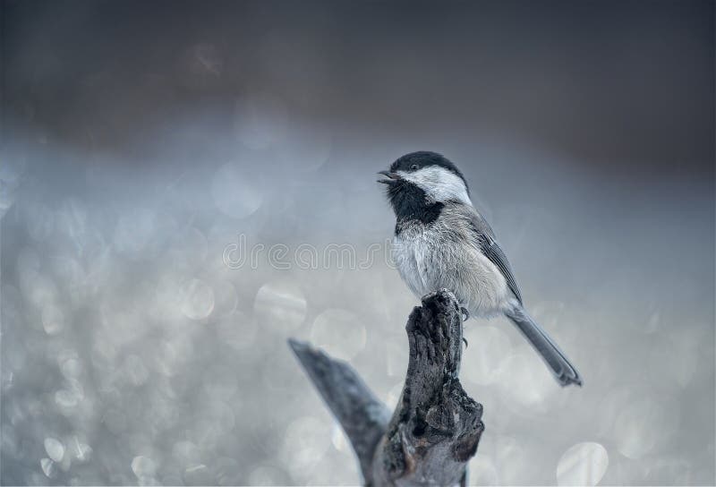 Singing Black Capped Chickadee with Bokeh Stock Image - Image of willow ...