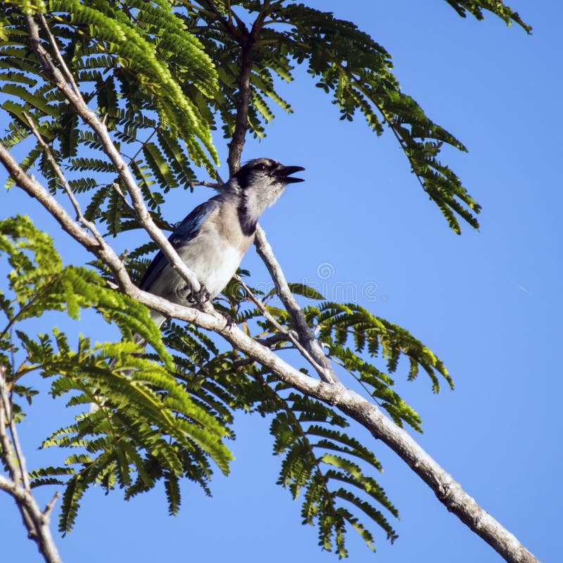 Singing Blue Jay bird stock image. Image of collar, blue - 33090839